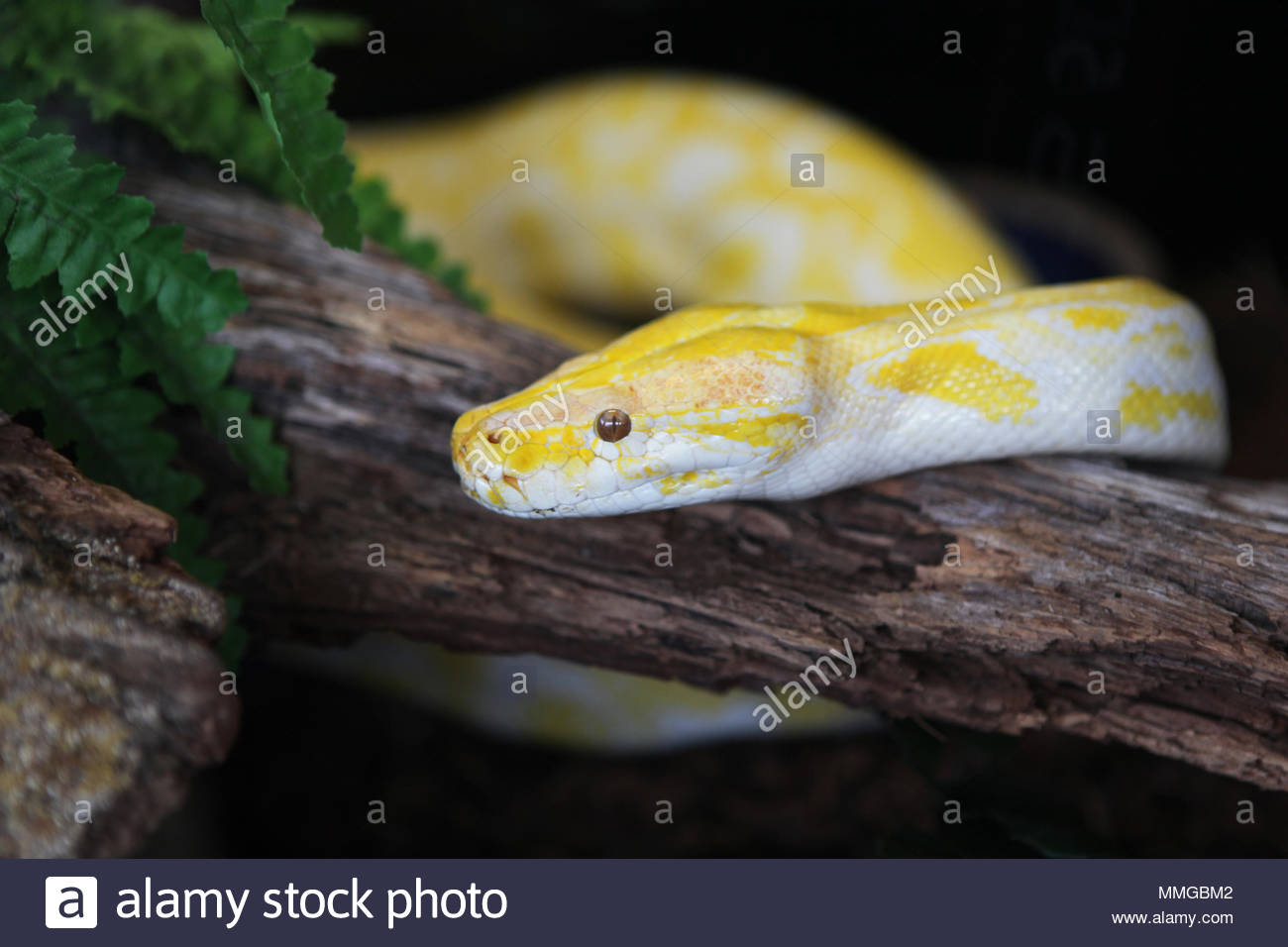 Largest Snake Stock Photos & Largest Snake Stock Images - Alamy