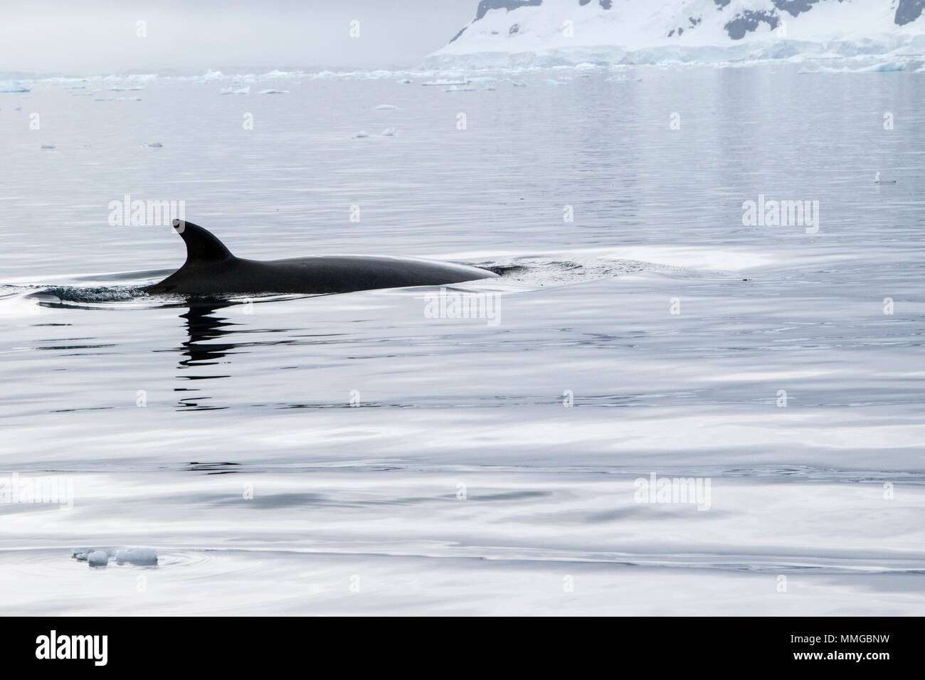 Antarctic minke whale Balaenoptera bonaerensis adult feeding at sea ...