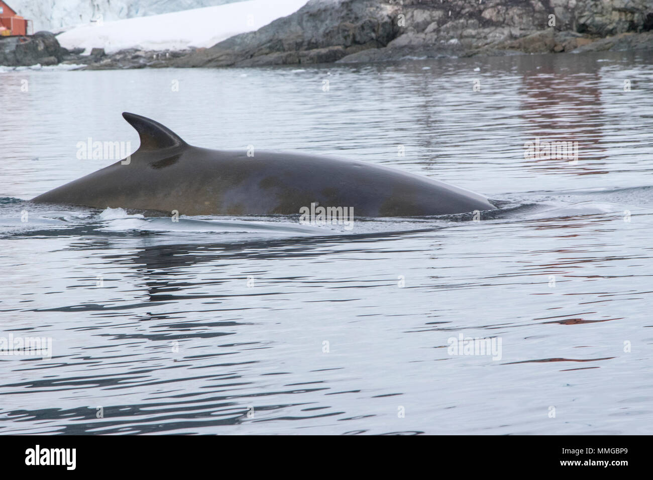 Antarctic minke whale Balaenoptera bonaerensis adult feeding at sea ...