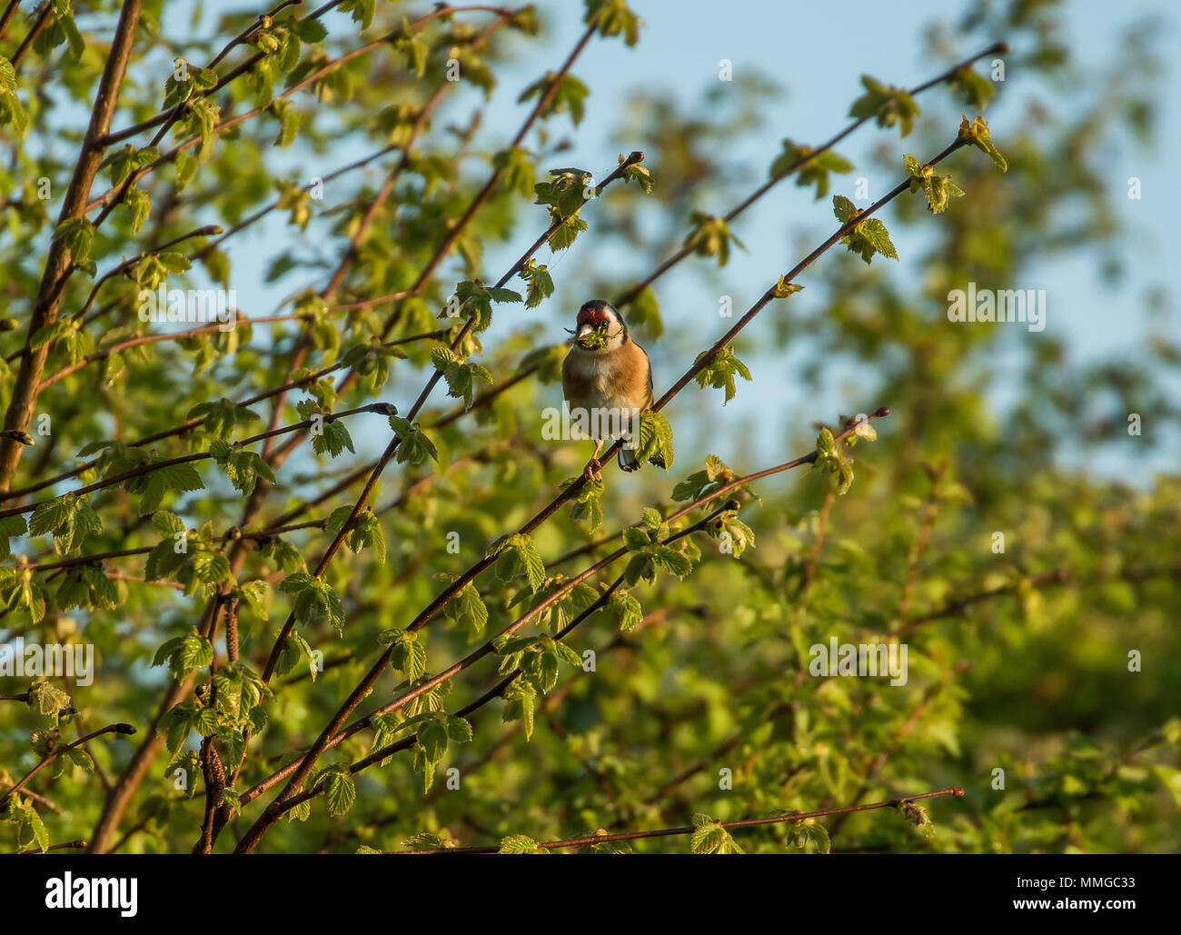 Gavin finch hi-res stock photography and images - Alamy
