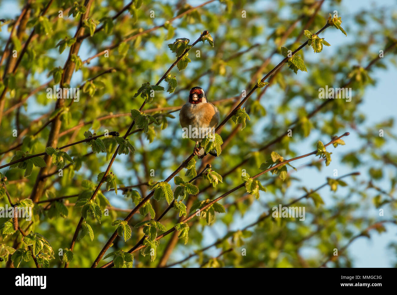 Gavin finch hi-res stock photography and images - Alamy