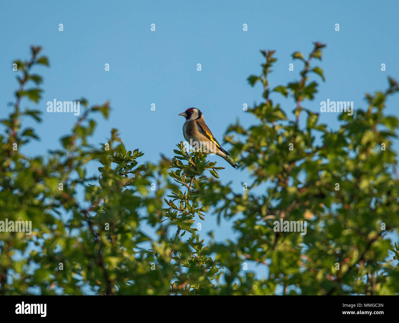 Gavin finch hi-res stock photography and images - Alamy