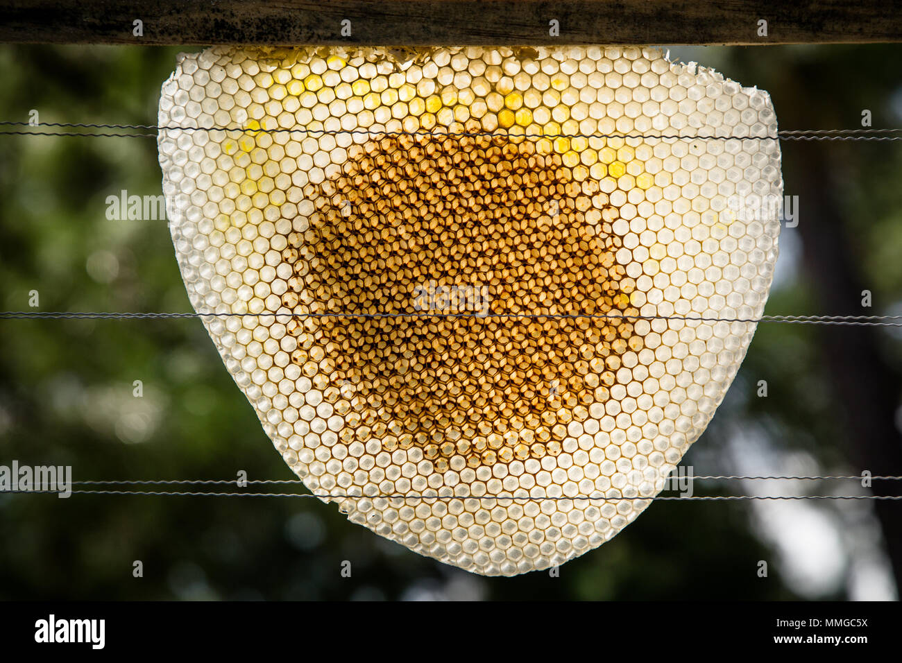 Complete round honeycomb hanging from wood panel between wires. Clear ...