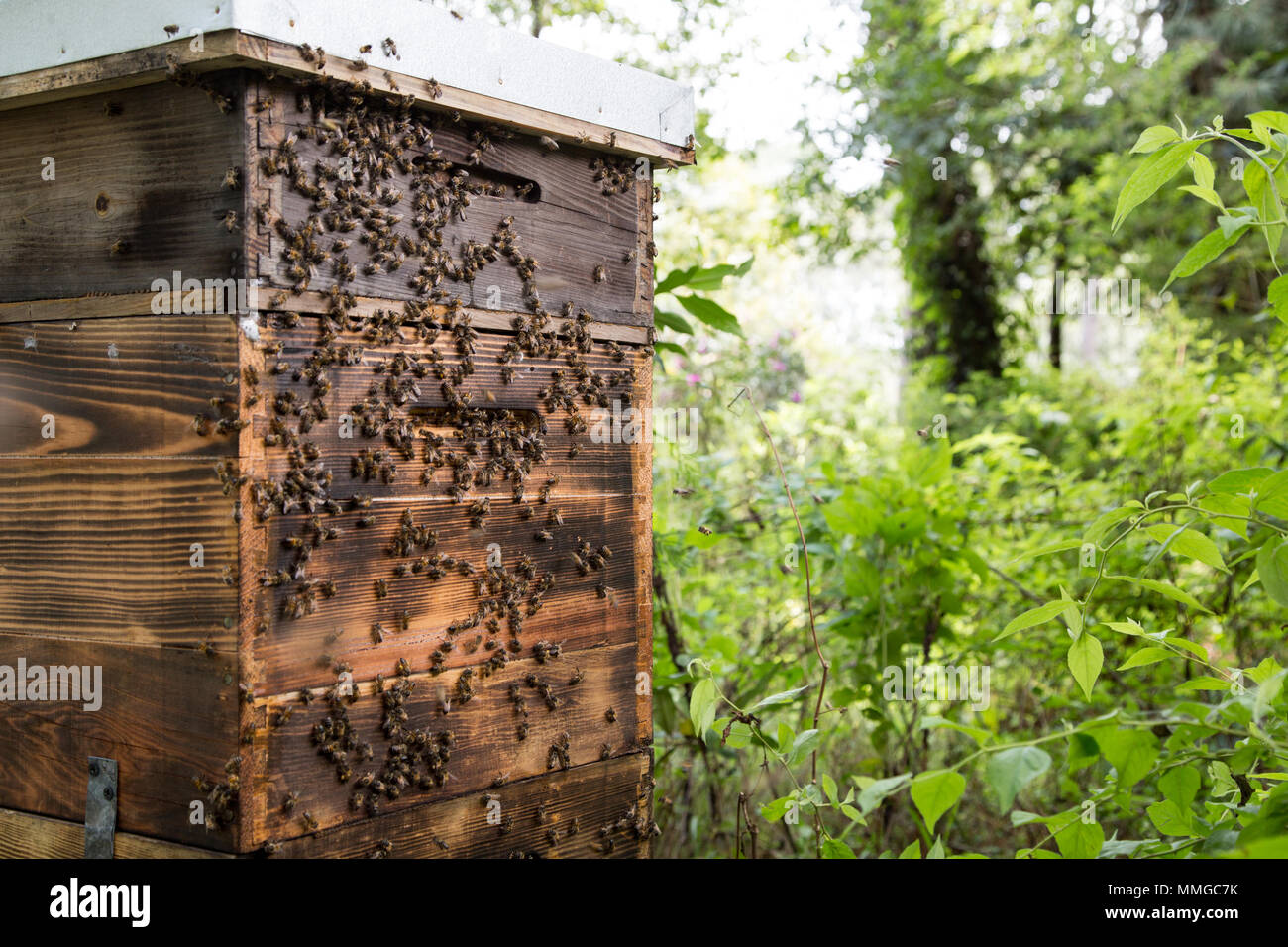 Rectangular wood beehive in forest with bees flying around it Stock ...