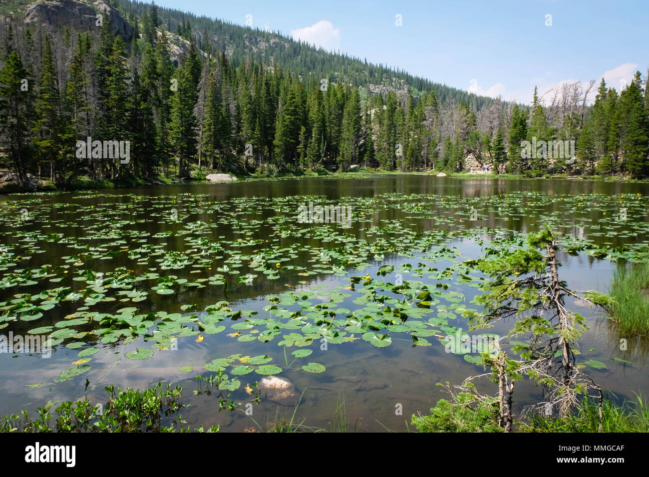 Nymph Lake, Rocky Mountain National Park, Colorado Stock Photo - Alamy