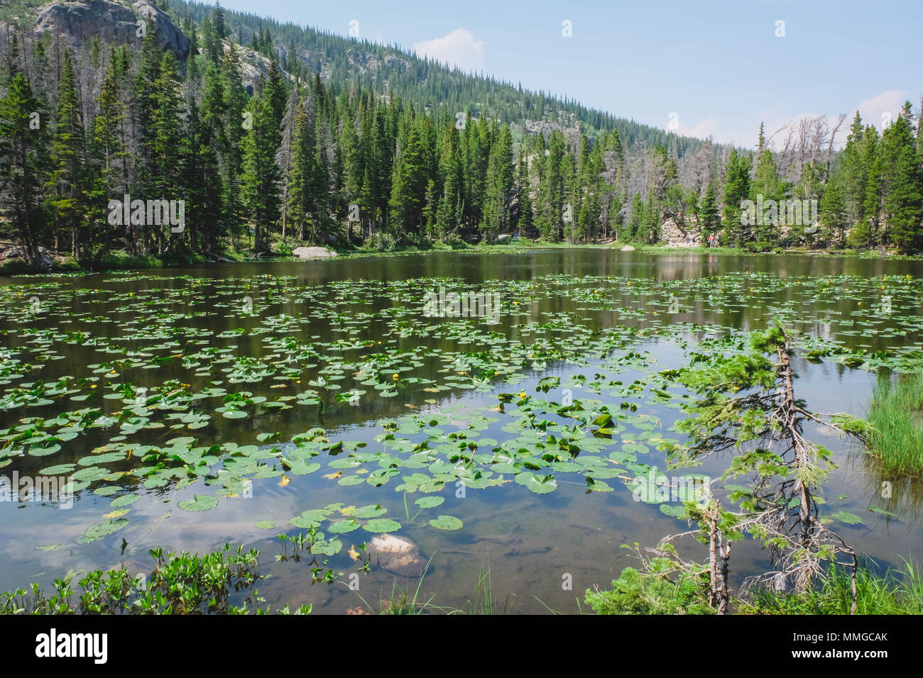 Nymph Lake, Rocky Mountain National Park, Colorado Stock Photo - Alamy