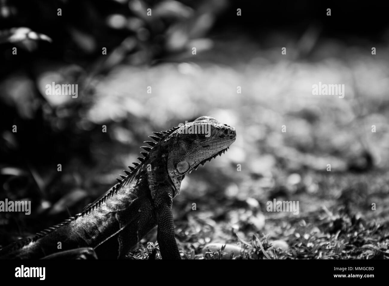 Wild animals in there natural Habitat Stock Photo - Alamy Wild animals in there natural Habitat Stock Photo - Alamy