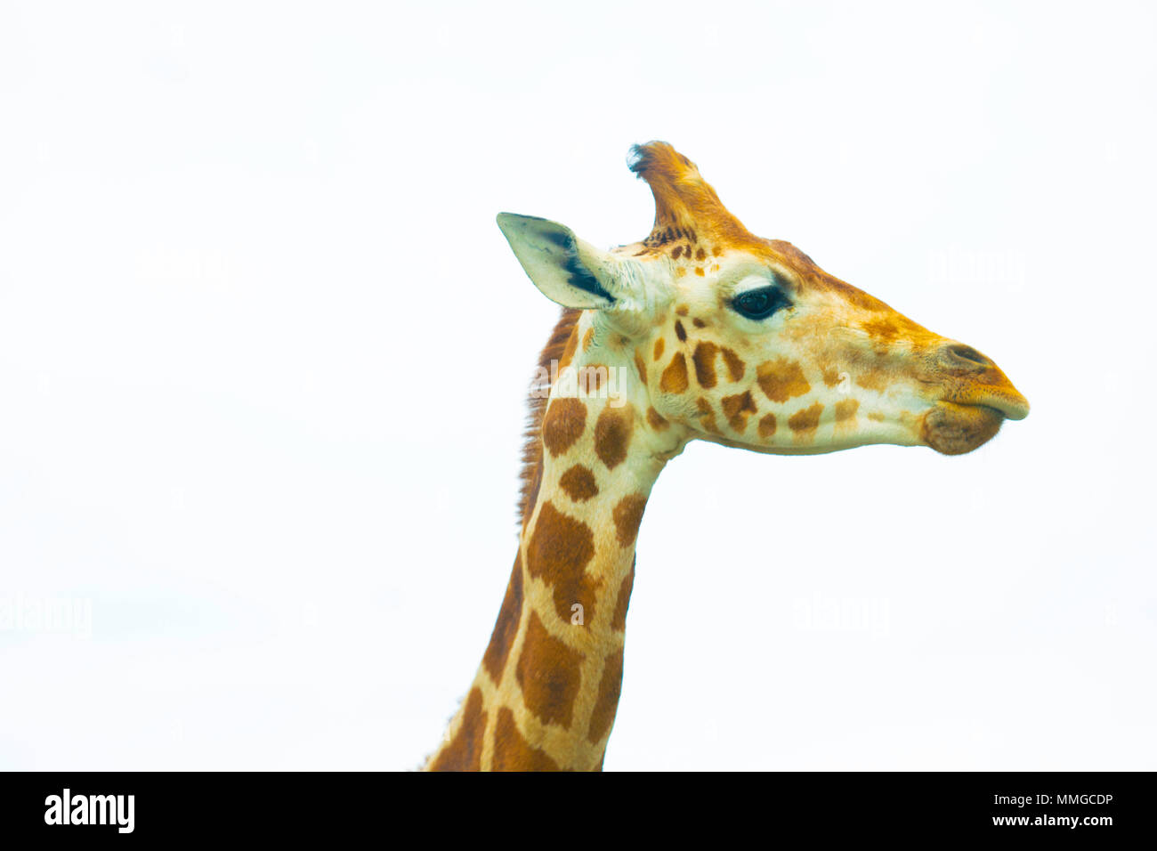 Wild animals in there natural Habitat Stock Photo - Alamy