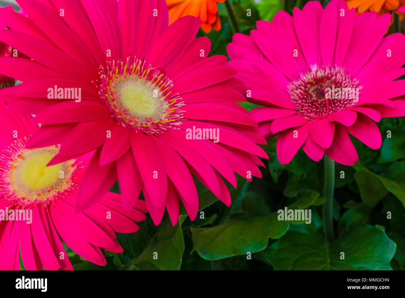 Close up view of common garden flower showing vivid and vibrant color ...
