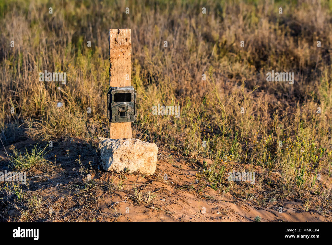 Camera trap in field for pictures of animals Stock Photo - Alamy