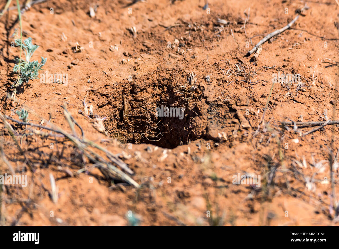 Gopher's burrow in the ground Stock Photo - Alamy