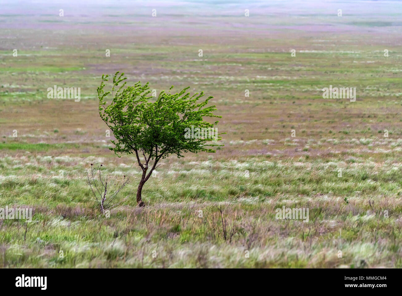 Lonelytree hi-res stock photography and images - Alamy