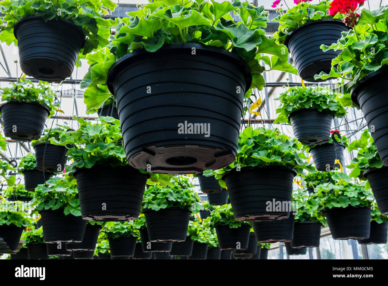 Hanging flower pots Stock Photo - Alamy