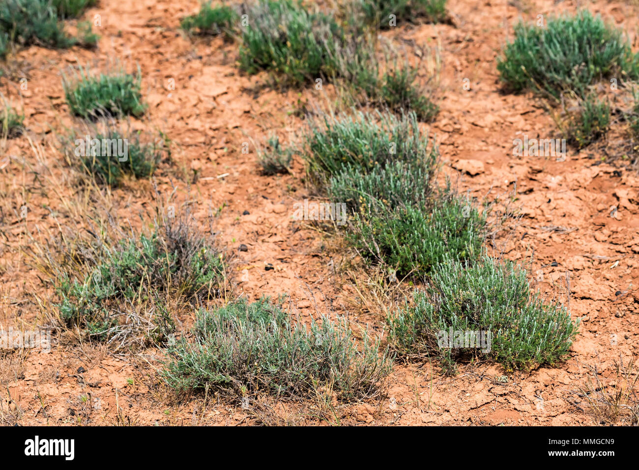 Sagebrush semi desert hi-res stock photography and images - Alamy