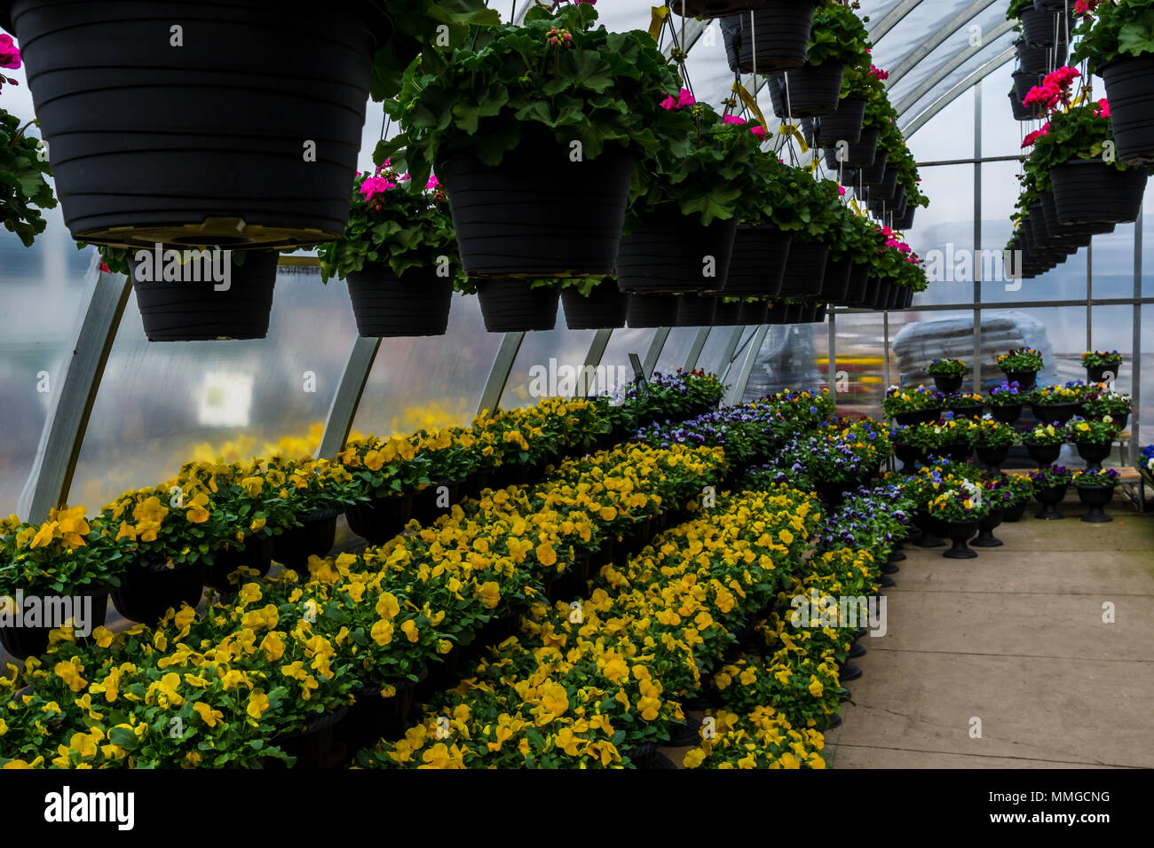 Hanging flower pots Stock Photo - Alamy