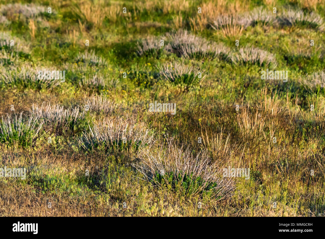 Grass steppe hi-res stock photography and images - Alamy
