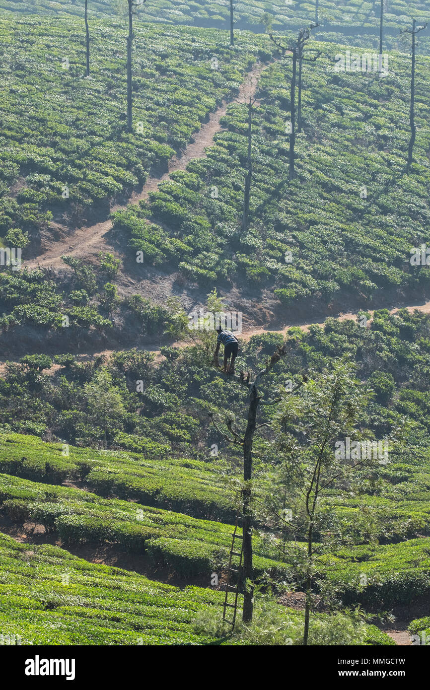 Silver oak tree hi-res stock photography and images - Alamy