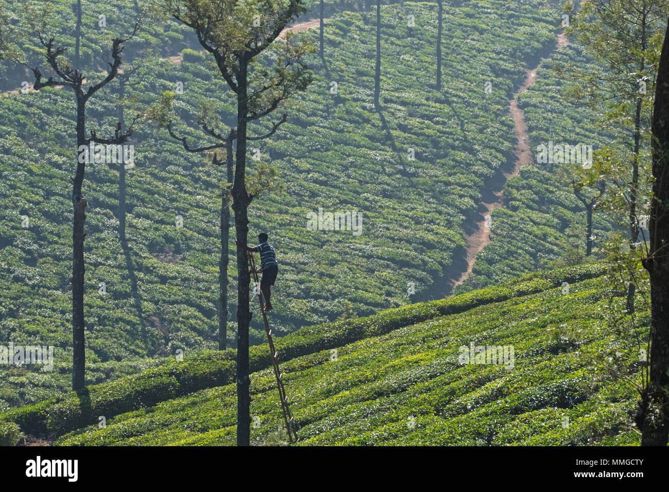 Silver oak tree hi-res stock photography and images - Alamy