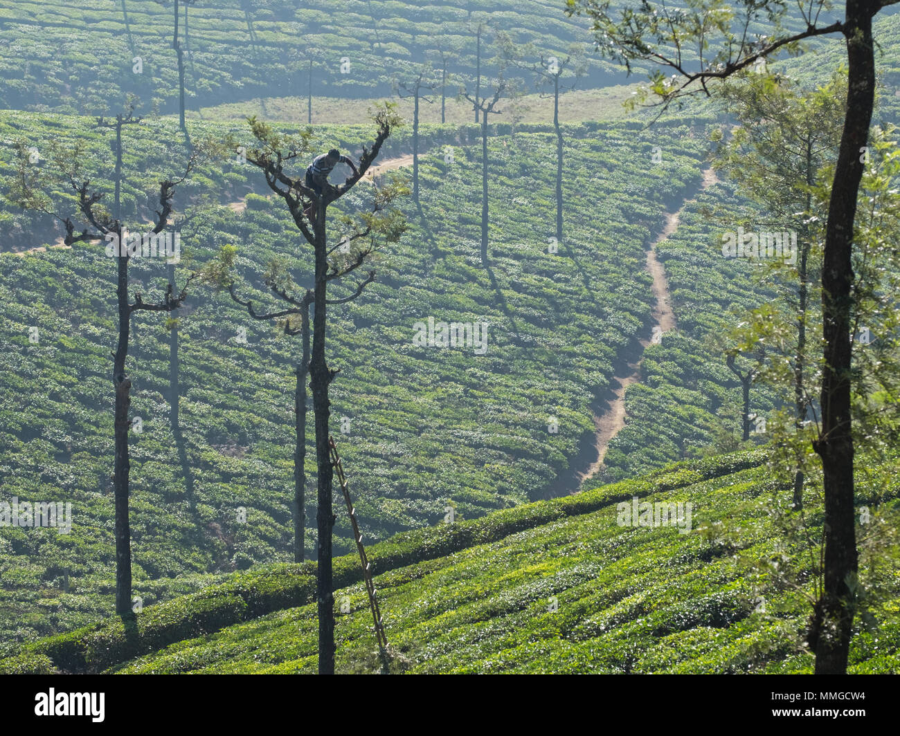 Valparai, India - March 7, 2018: A tea plantation worker pruning a ...