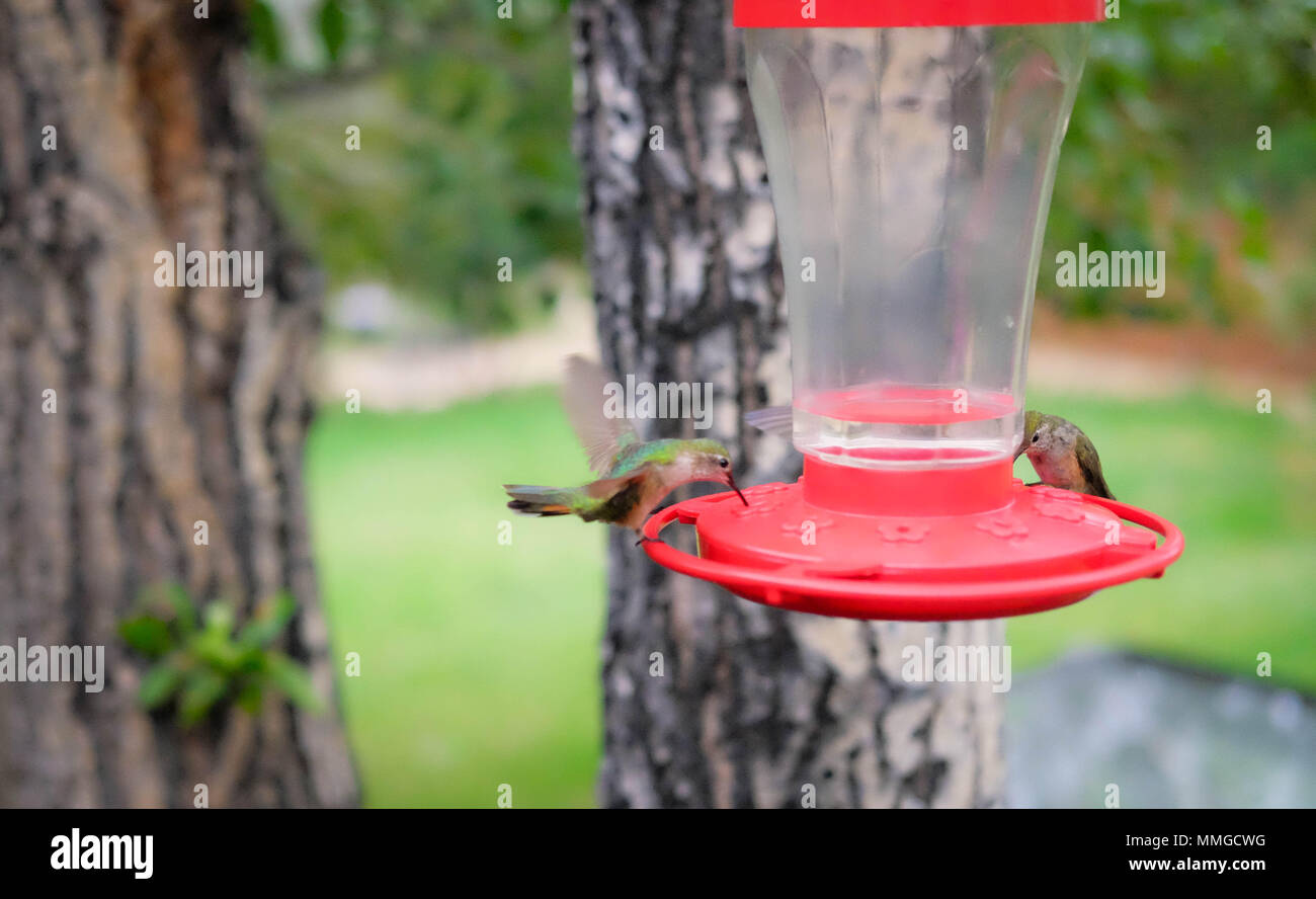 Hummingbird in flight Stock Photo - Alamy
