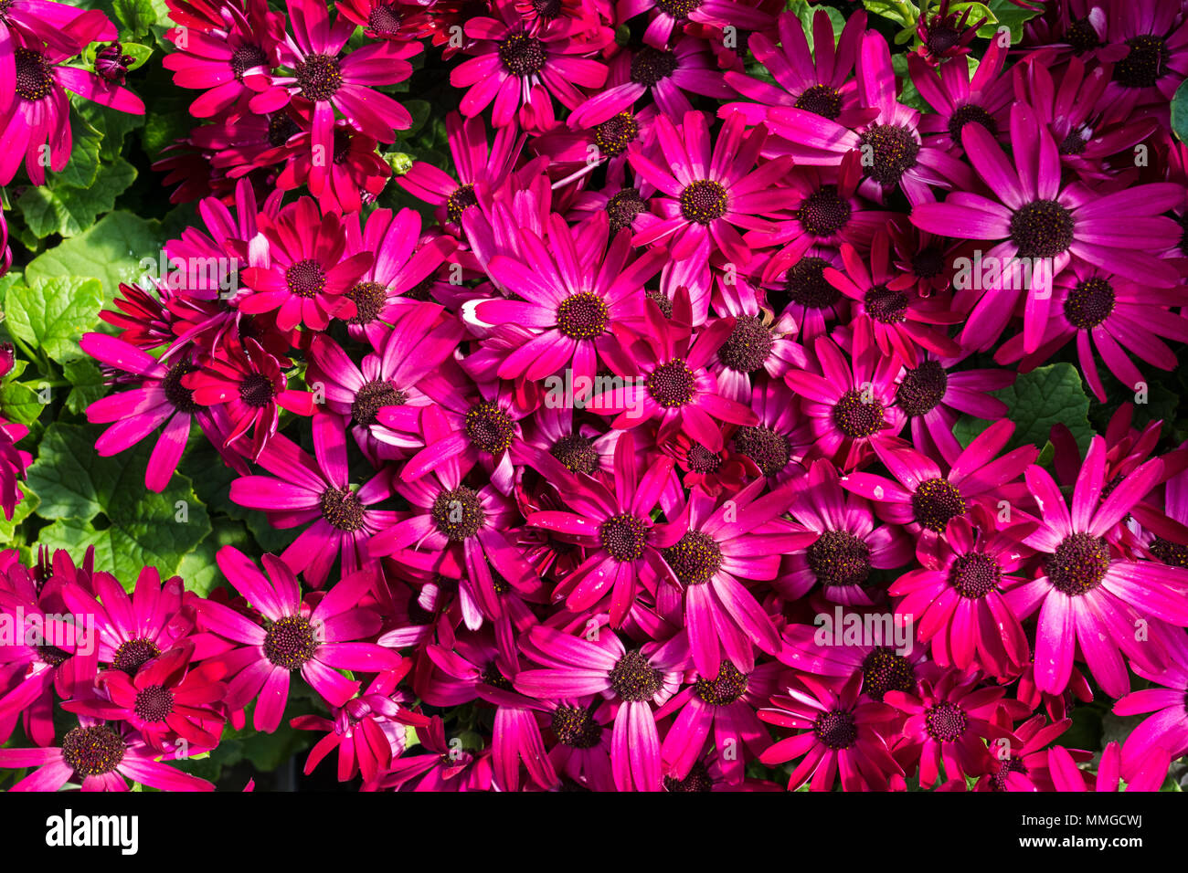 Close up view of common garden flower showing vivid and vibrant color ...