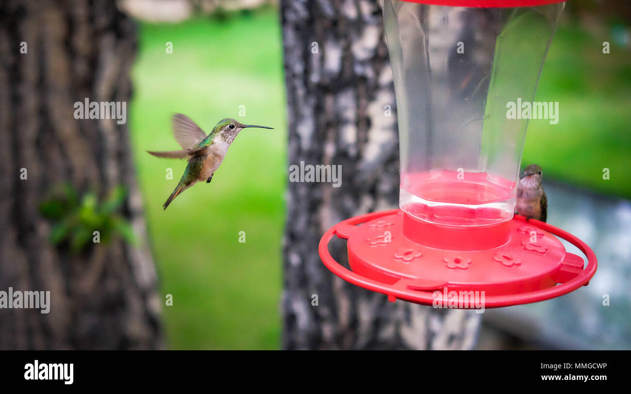 Hummingbird in flight Stock Photo - Alamy