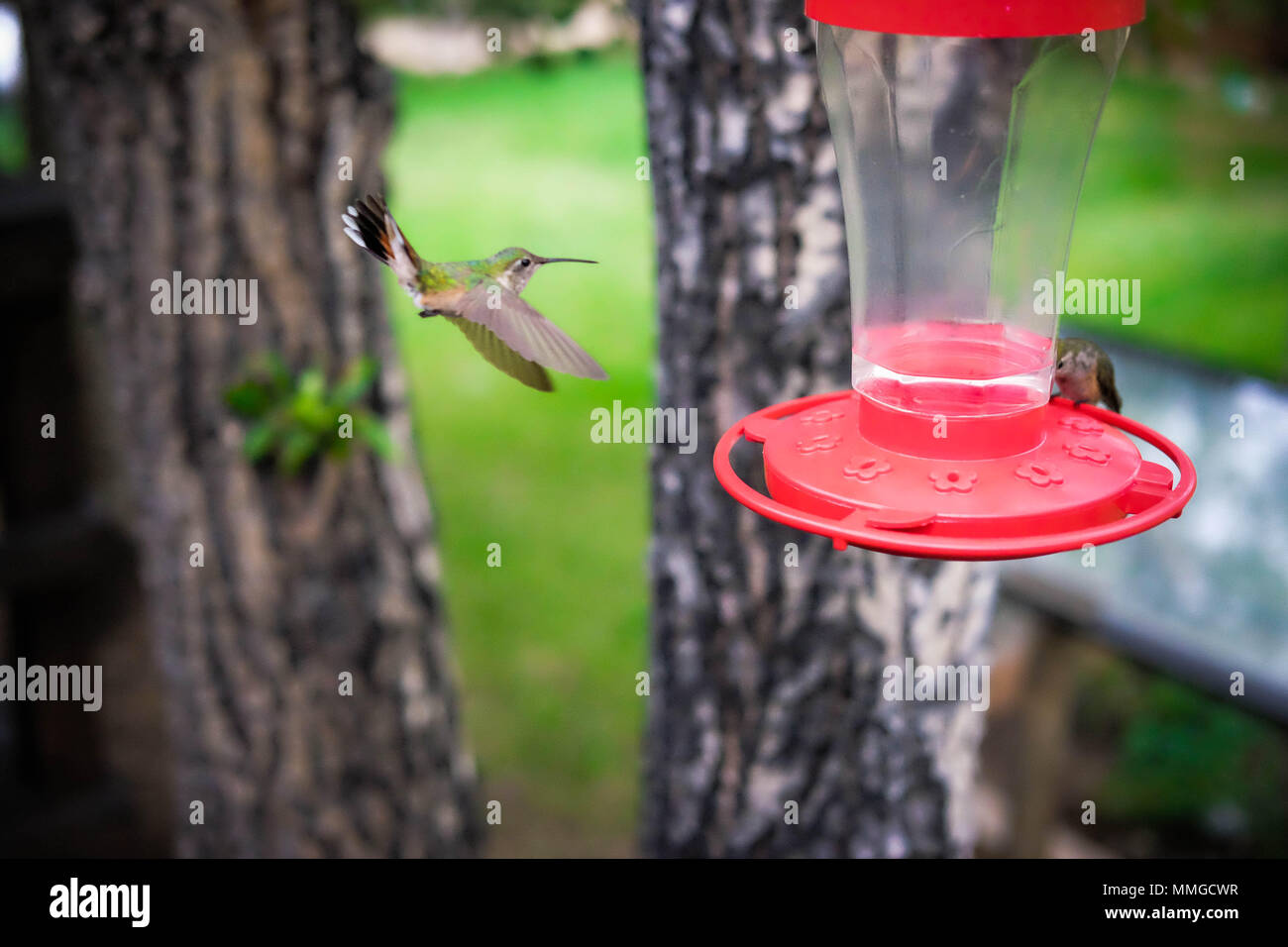 Hummingbird in flight Stock Photo - Alamy