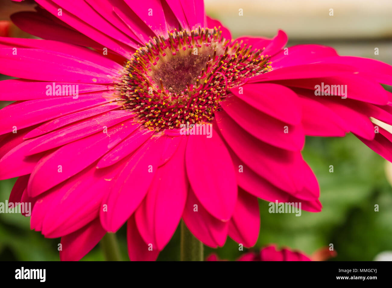 Close up view of common garden flower showing vivid and vibrant color ...