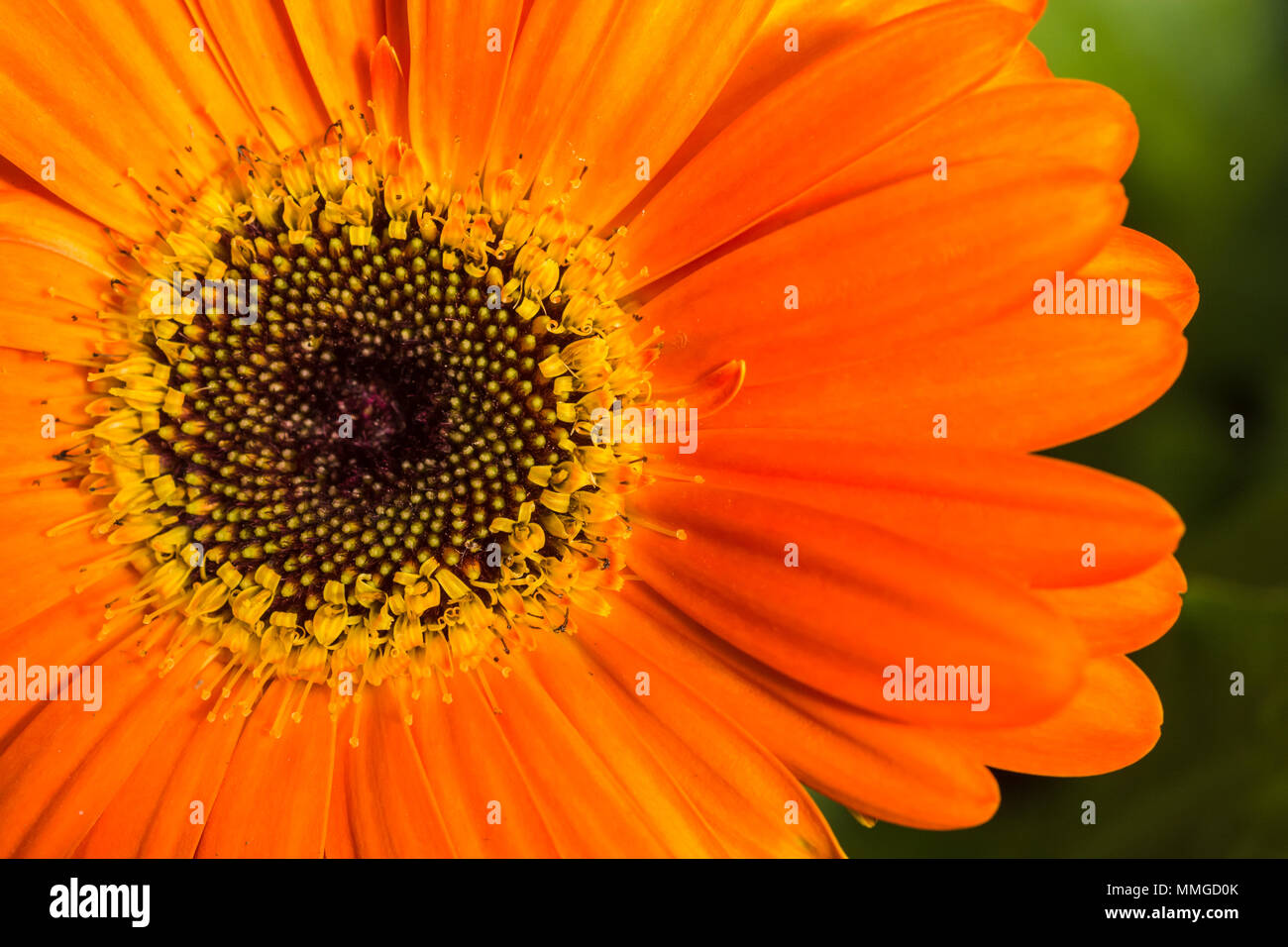 Close up view of common garden flower showing vivid and vibrant color ...