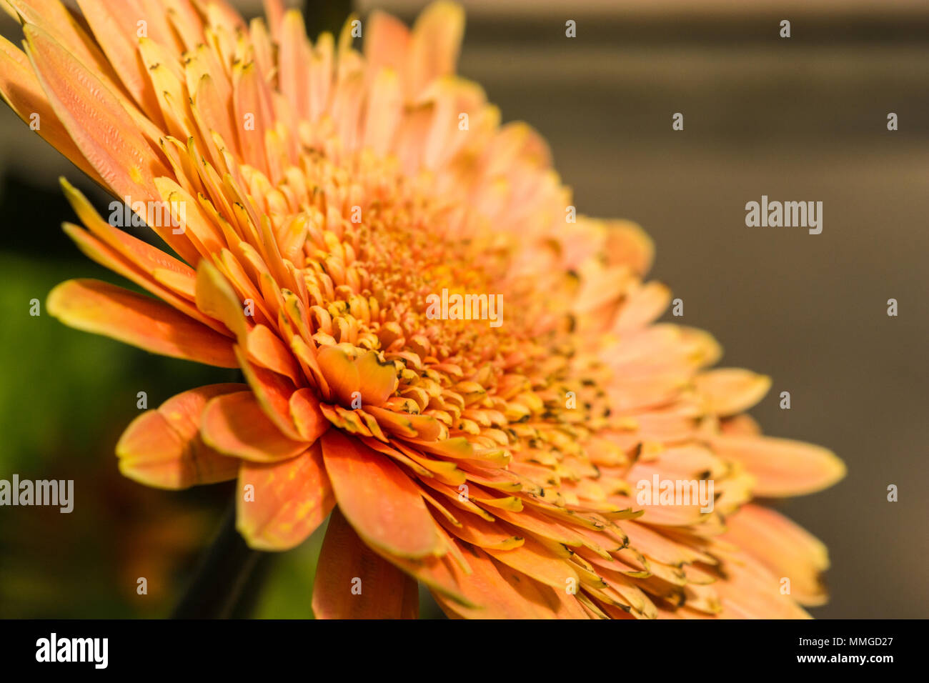 Common Garden Flowers Stock Photo - Alamy