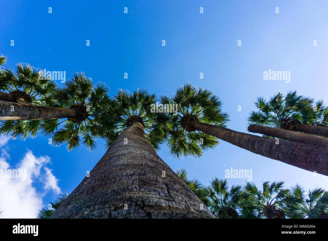 Giant palm trees hi-res stock photography and images - Alamy