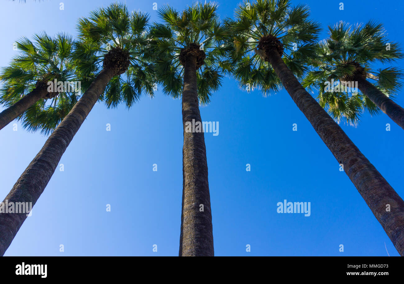 Upward view of Palm trees in National Garden of Athens Greece Stock ...
