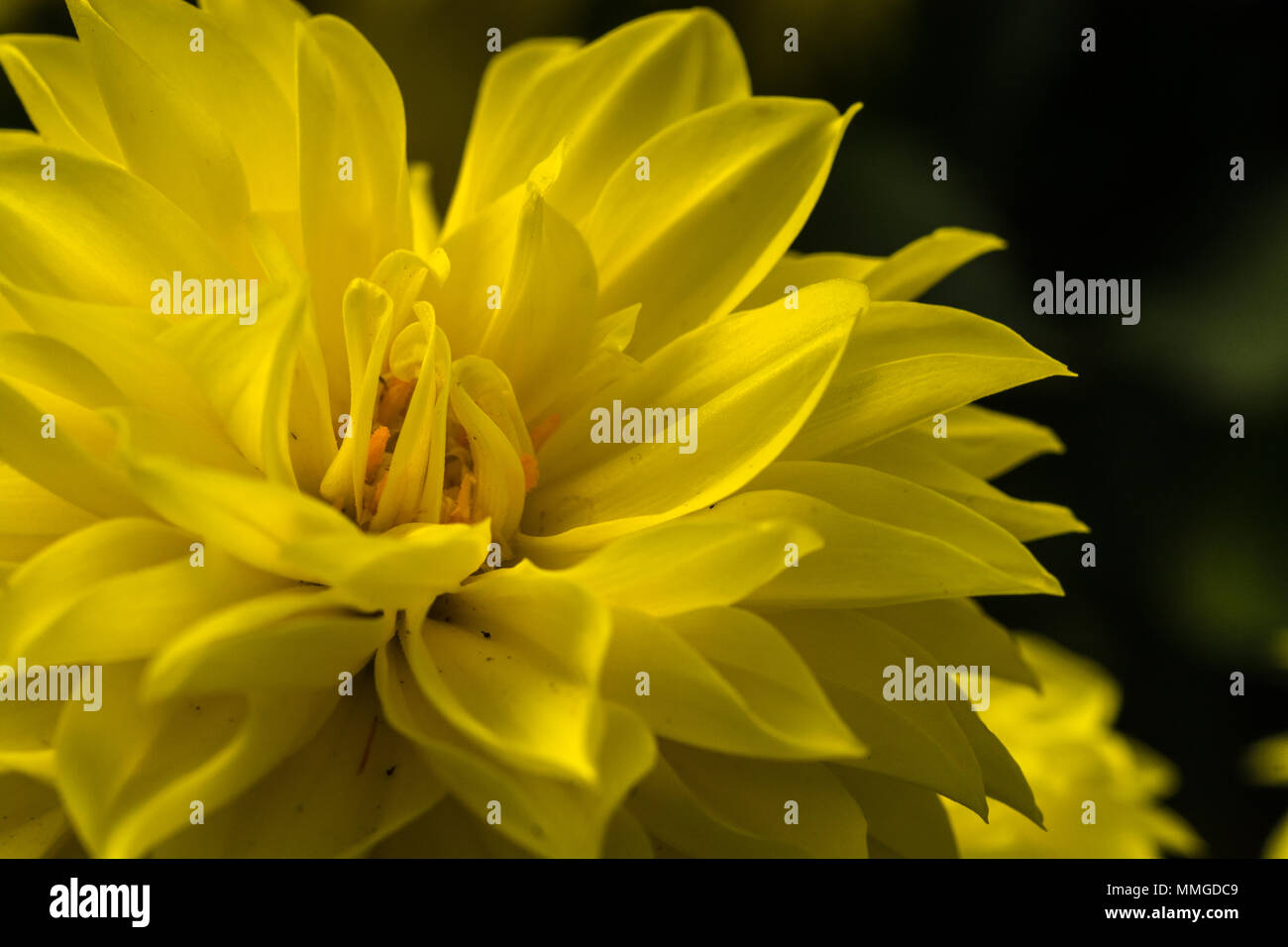 Parts of the flower hi-res stock photography and images - Alamy