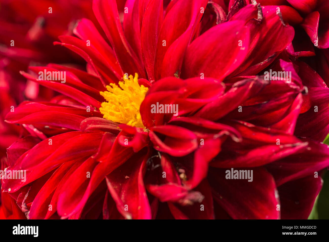 Close up view of common garden flower showing vivid and vibrant color ...