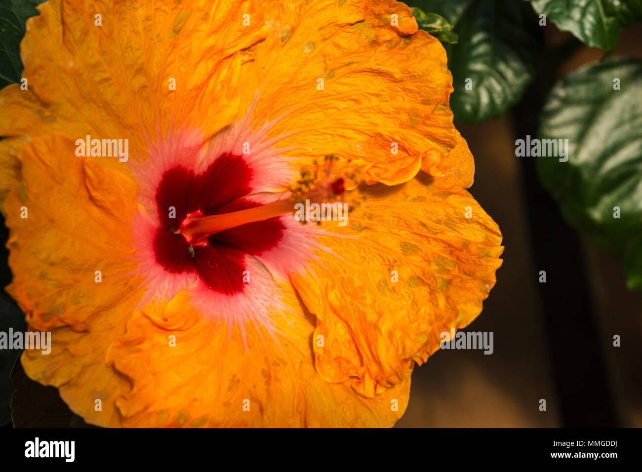 Parts Of Hibiscus High Resolution Stock Photography and Images - Alamy