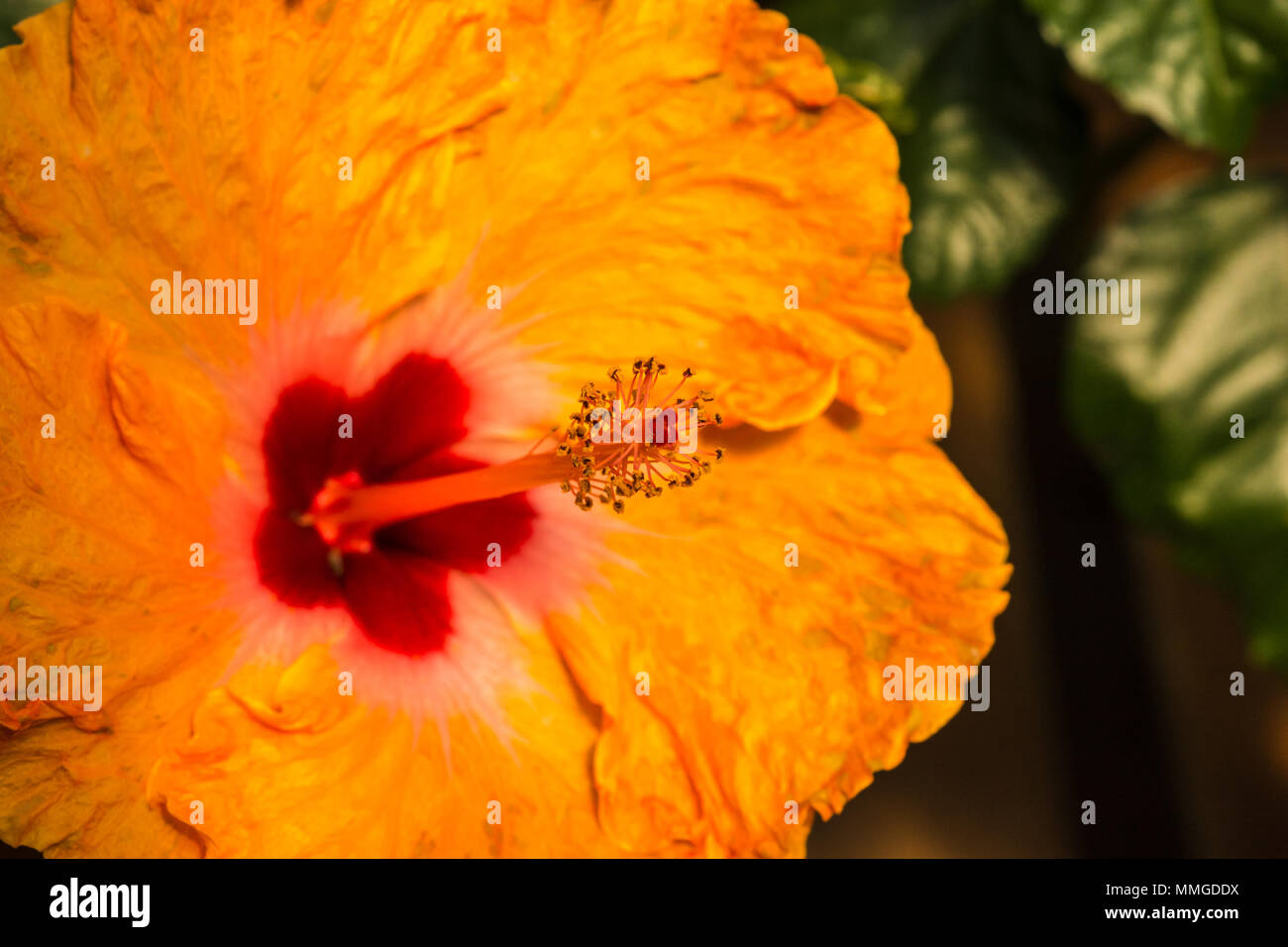 Colorful Vibrant Hibiscus Flower showing details on flower parts Stock ...