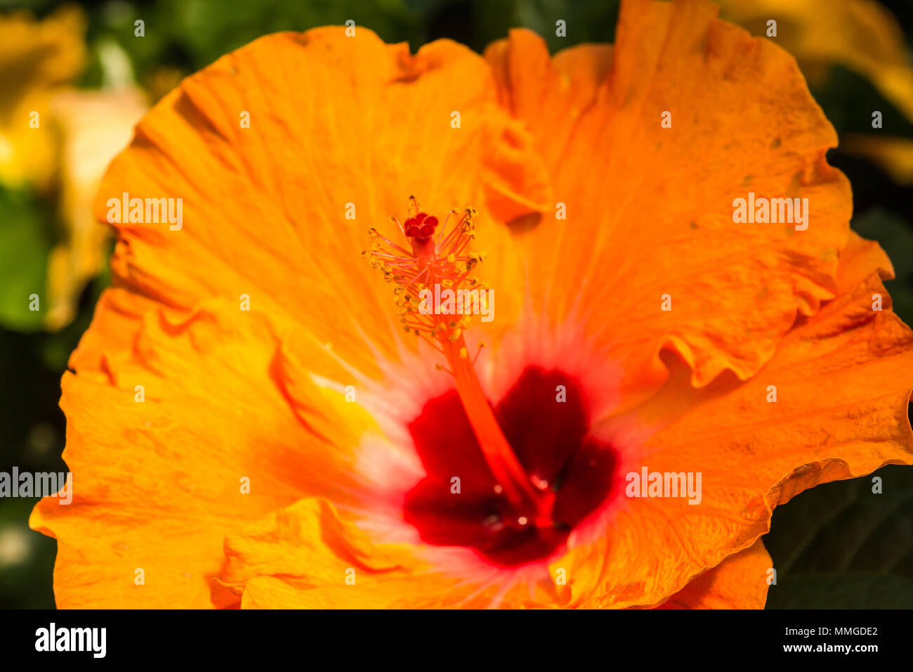 Colorful Vibrant Hibiscus Flower showing details on flower parts Stock ...