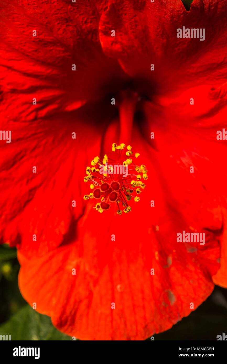 Colorful Vibrant Hibiscus Flower showing details on flower parts Stock ...