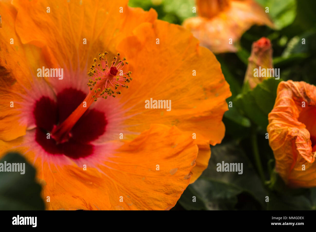 Colorful Vibrant Hibiscus Flower showing details on flower parts Stock ...