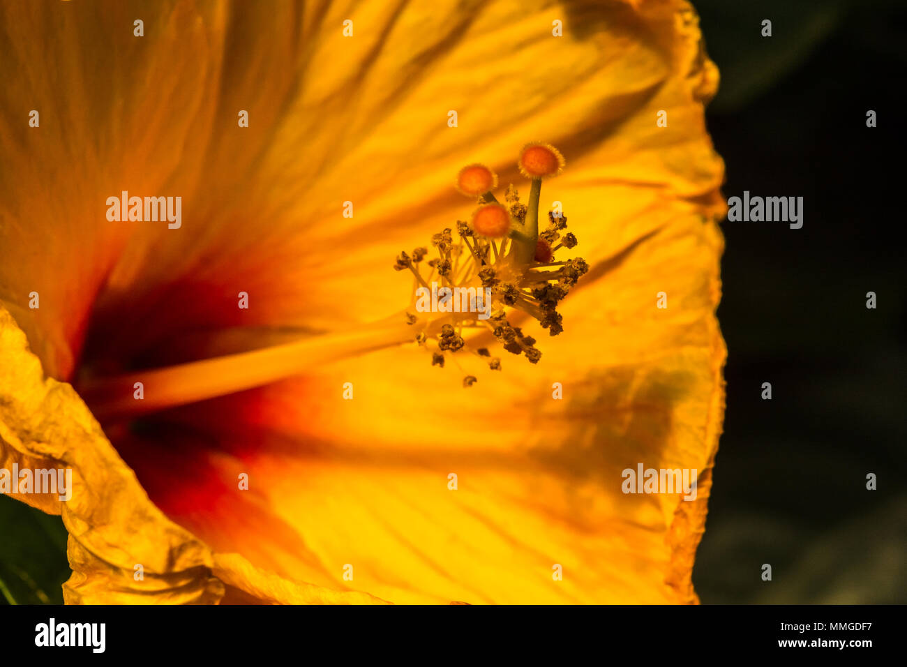Colorful Vibrant Hibiscus Flower showing details on flower parts Stock ...