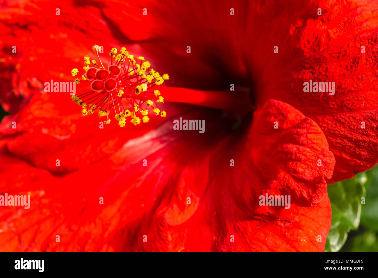 Colorful Vibrant Hibiscus Flower showing details on flower parts Stock ...