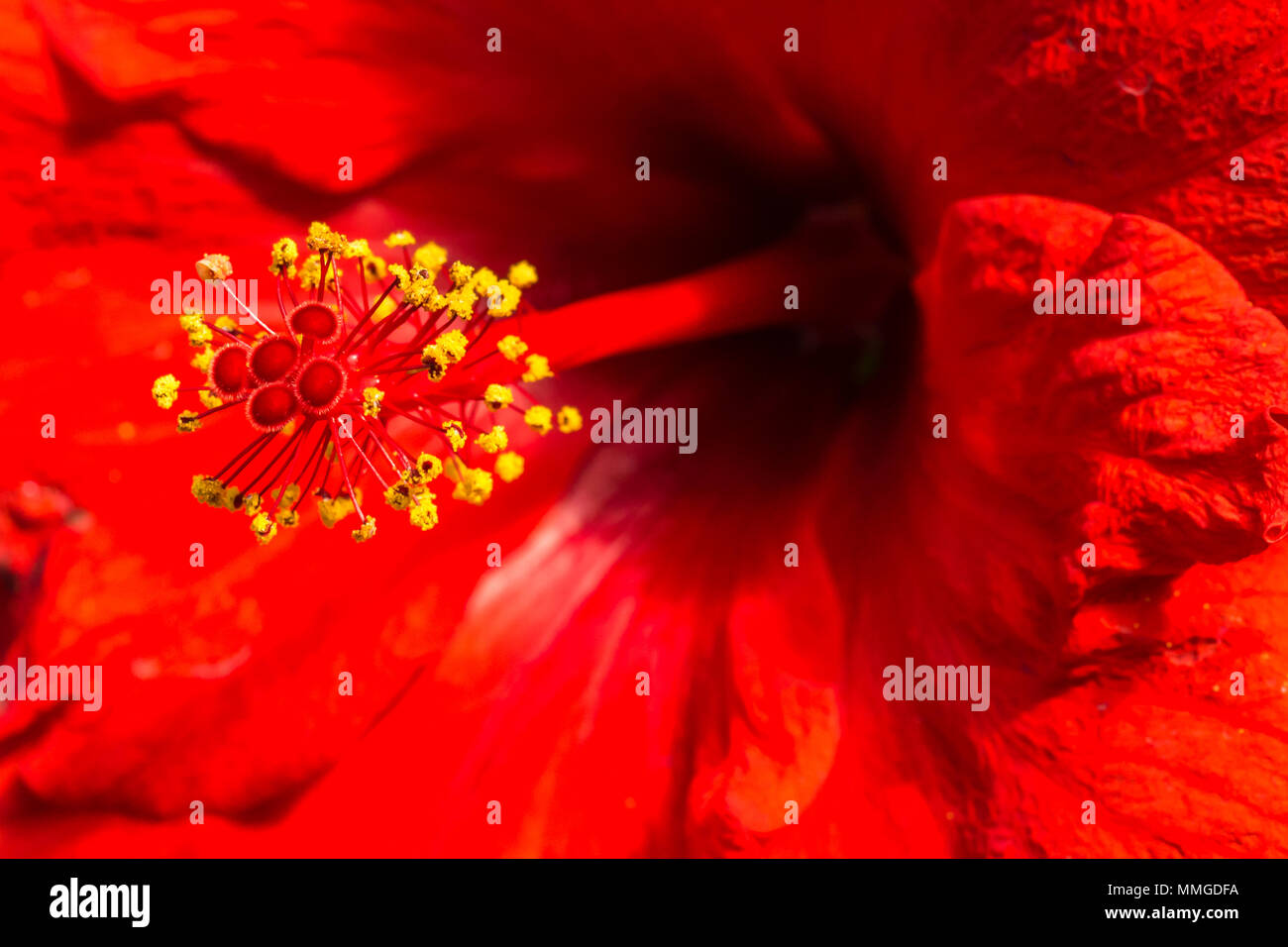 Colorful Vibrant Hibiscus Flower showing details on flower parts Stock ...