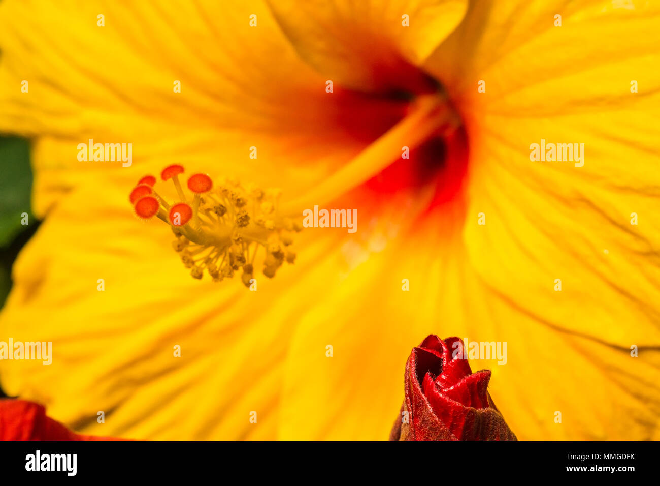 Colorful Vibrant Hibiscus Flower showing details on flower parts Stock ...