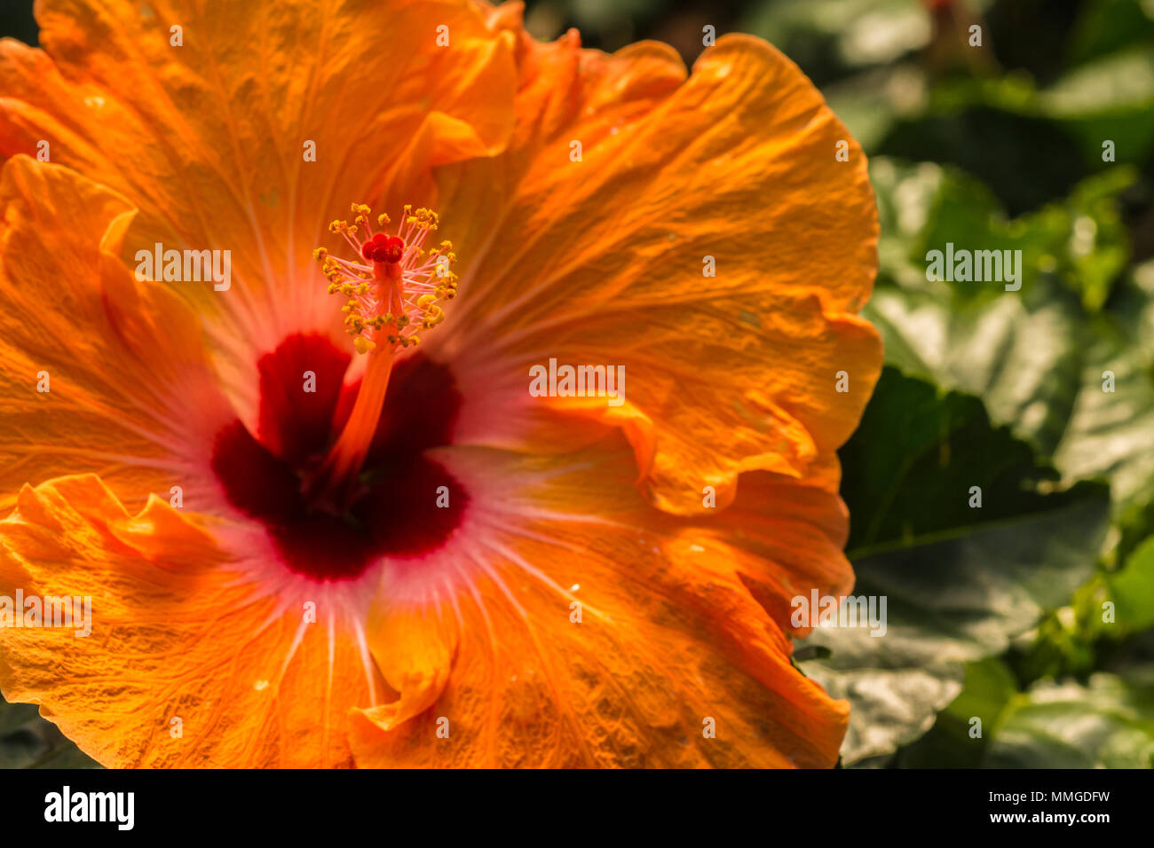 Colorful Vibrant Hibiscus Flower showing details on flower parts Stock ...