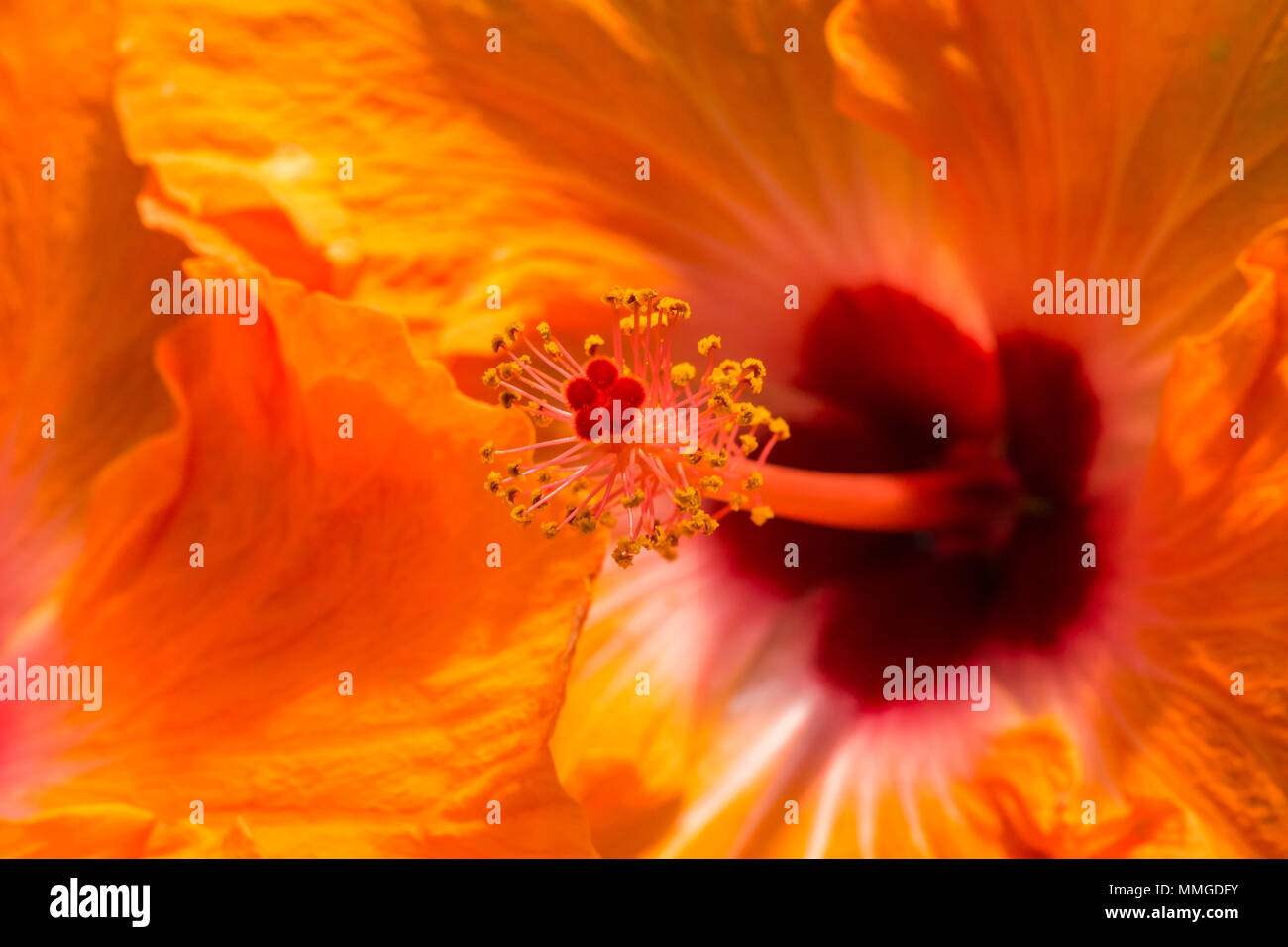 Colorful Vibrant Hibiscus Flower showing details on flower parts Stock ...