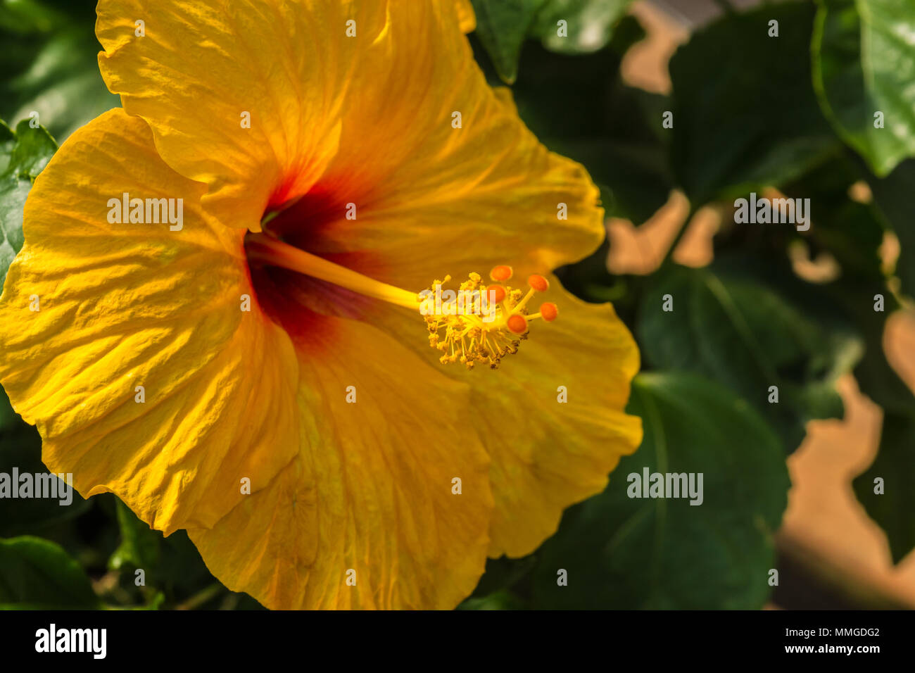 Colorful Vibrant Hibiscus Flower showing details on flower parts Stock ...