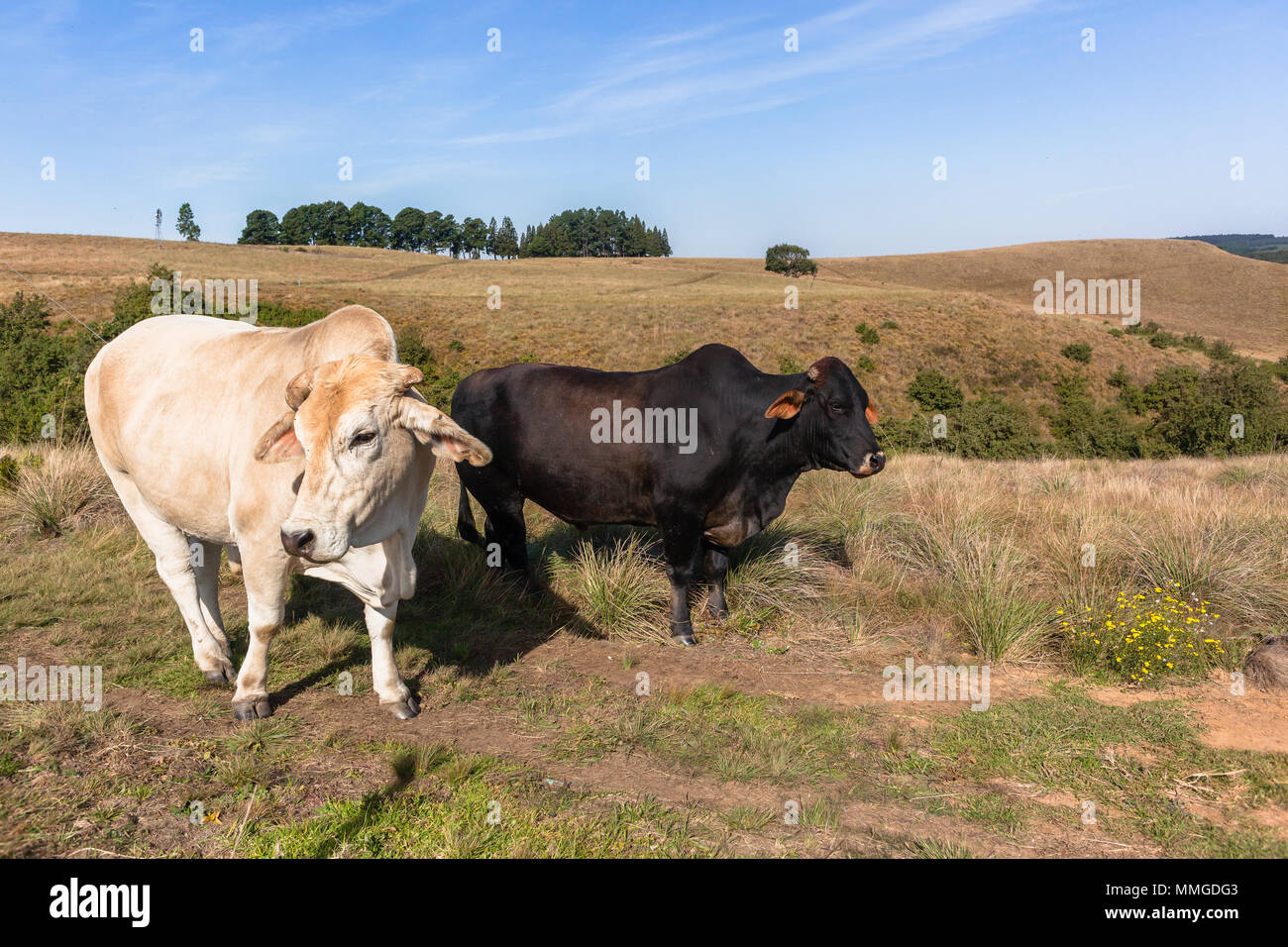 Cattle beef farming two brauhman animals closeup countryside landscape ...