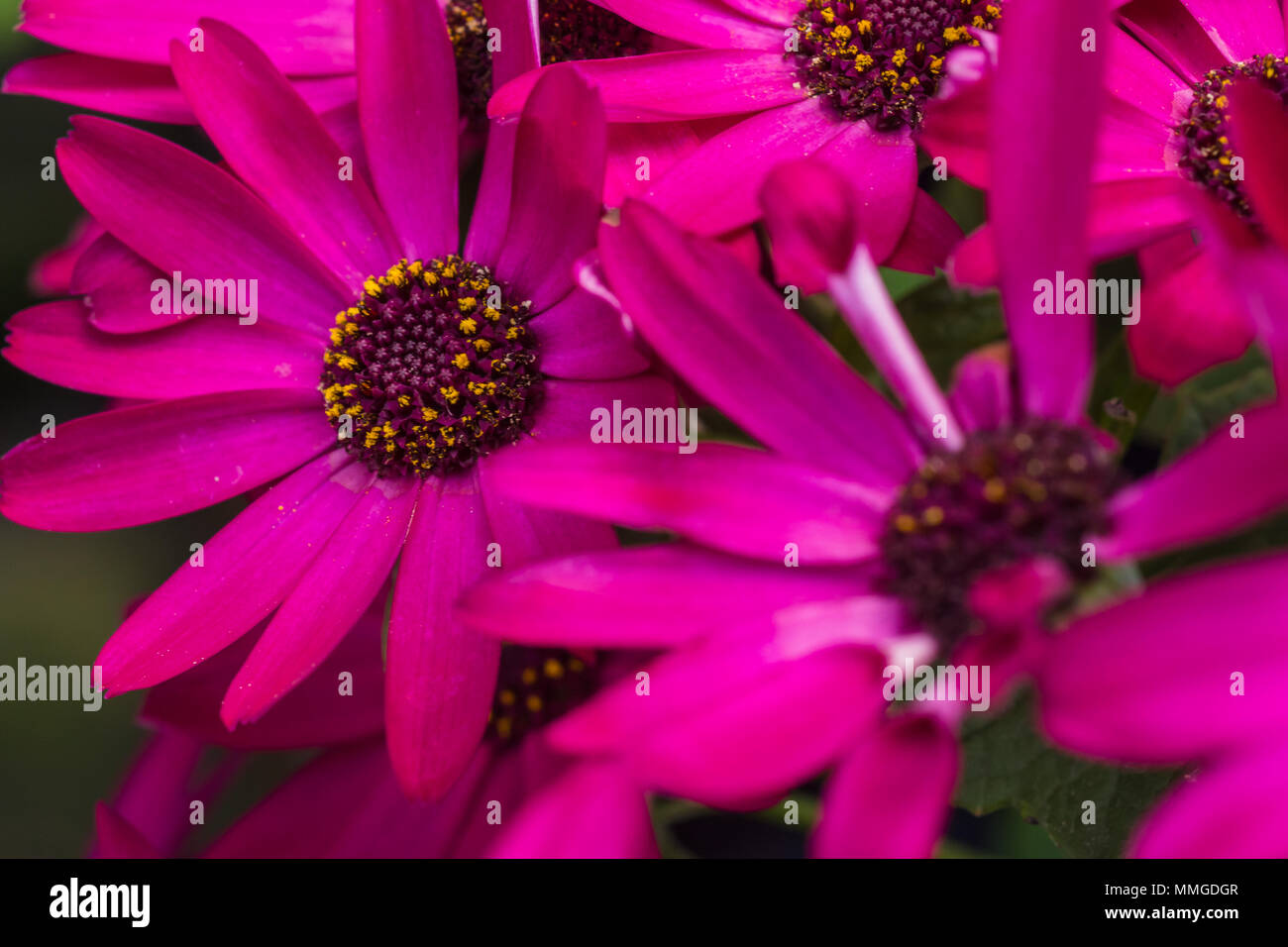 Close up view of common garden flower showing vivid and vibrant color ...
