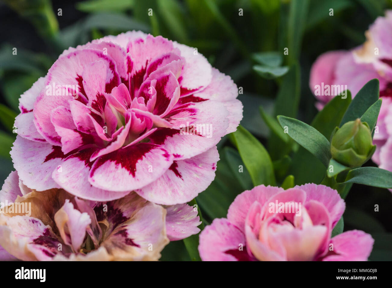 Common Garden Flowers Stock Photo - Alamy