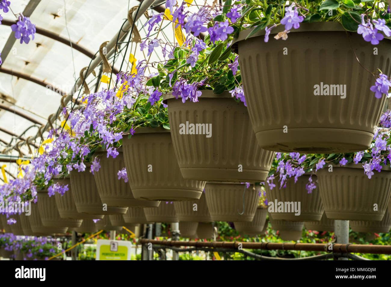 Hanging plants indoor hi-res stock photography and images - Alamy